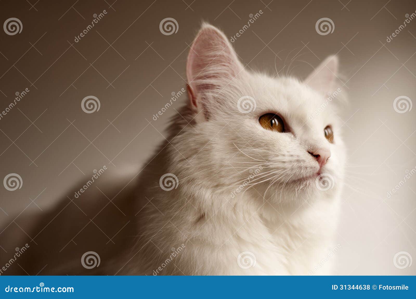 Gato persa branco foto de stock. Imagem de gato, linhagem - 31344638