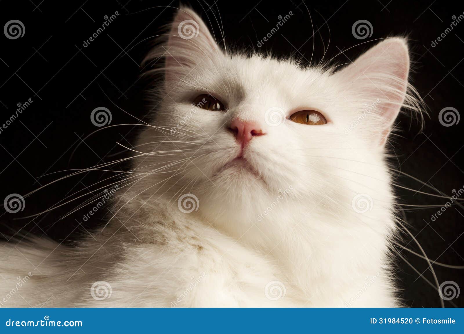 Gato persa branco foto de stock. Imagem de pele, vertical - 31984520