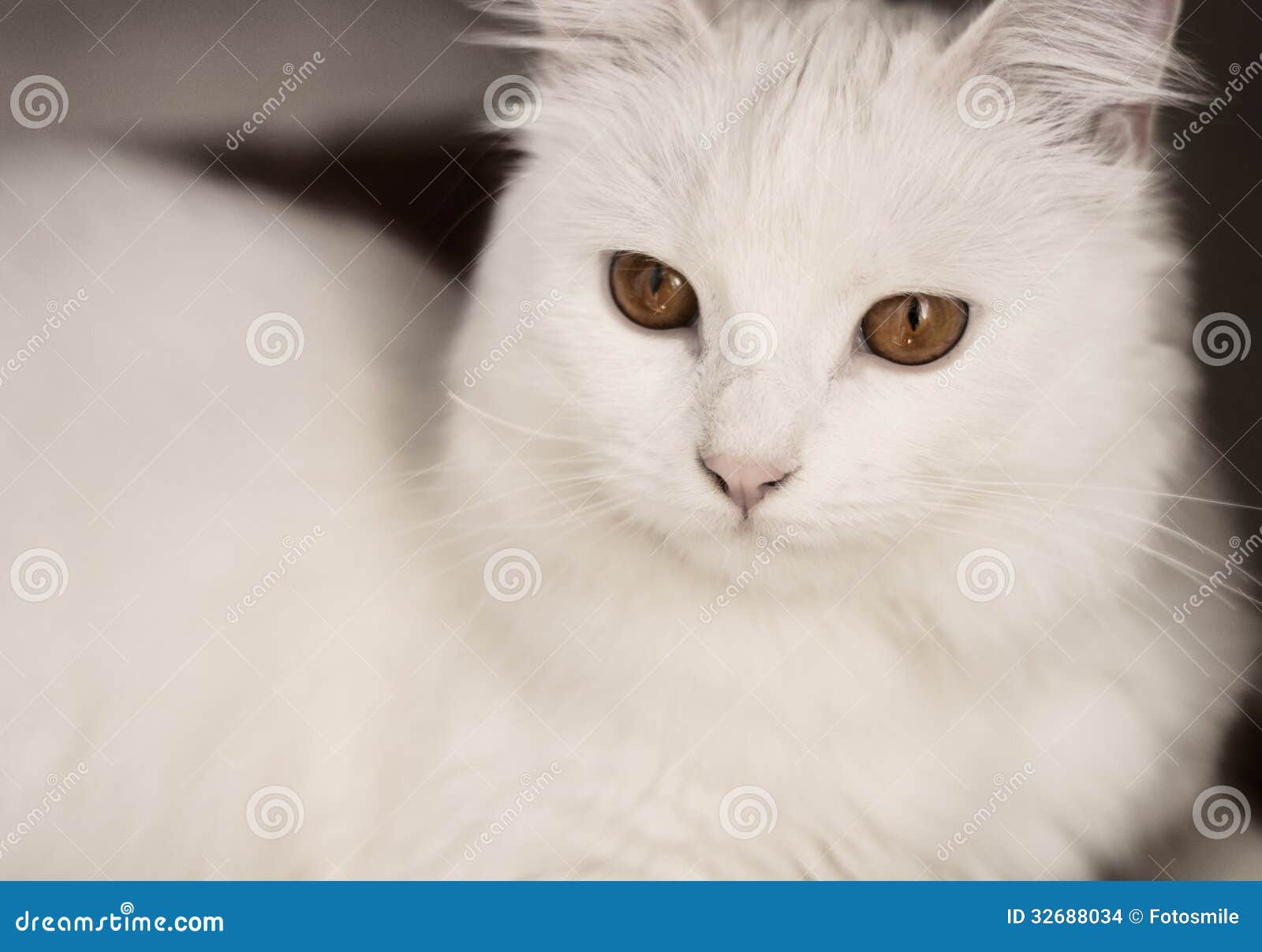 Gato persa branco foto de stock. Imagem de felino, retrato - 32688034