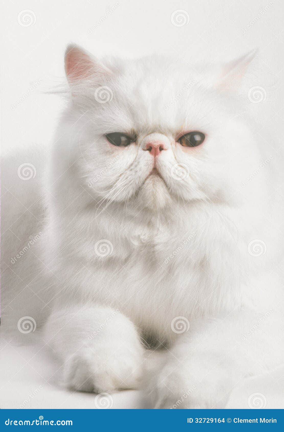 Gato persa branco foto de stock. Imagem de silêncio, atitude - 32729164