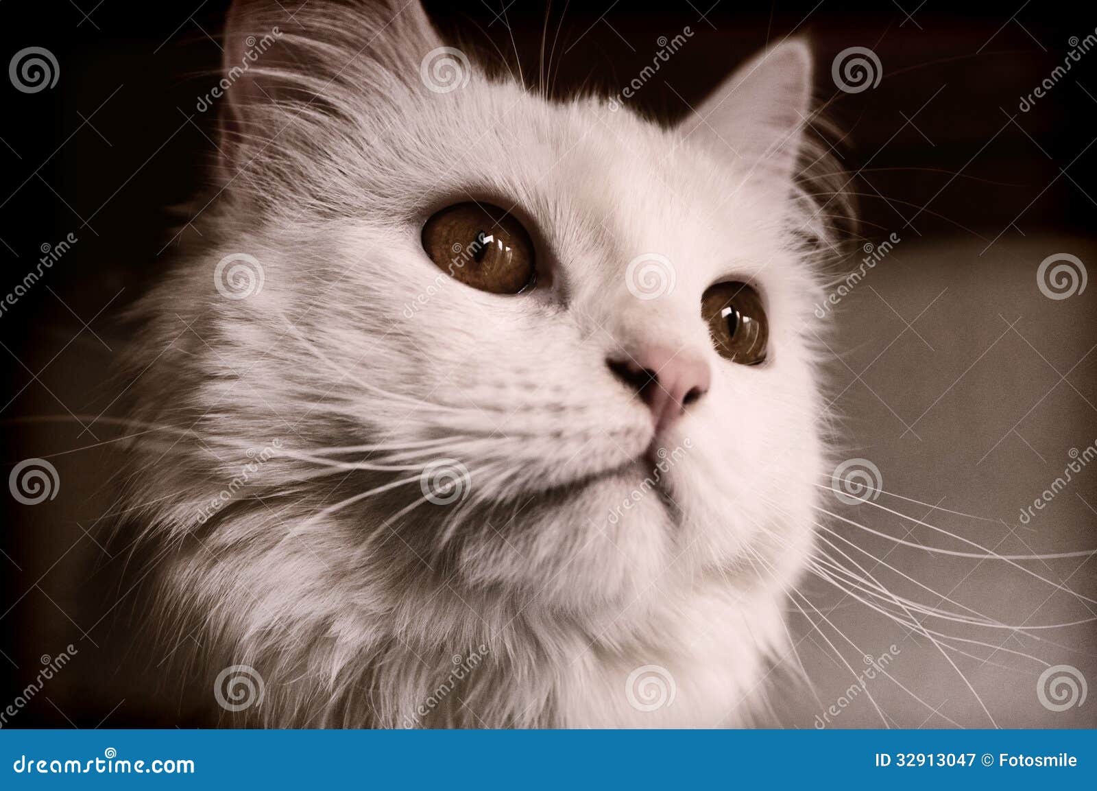 Gato persa branco imagem de stock. Imagem de bonito, tiro - 32913047
