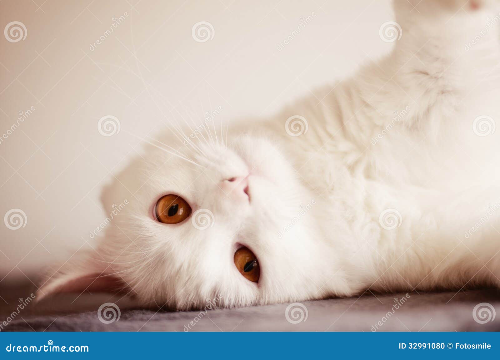 Gato persa branco foto de stock. Imagem de espécie, alerta - 32991080