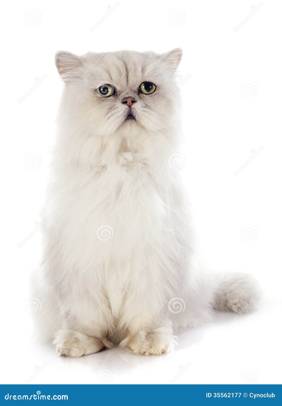 Gato persa branco imagem de stock. Imagem de animal, fundo - 35562177