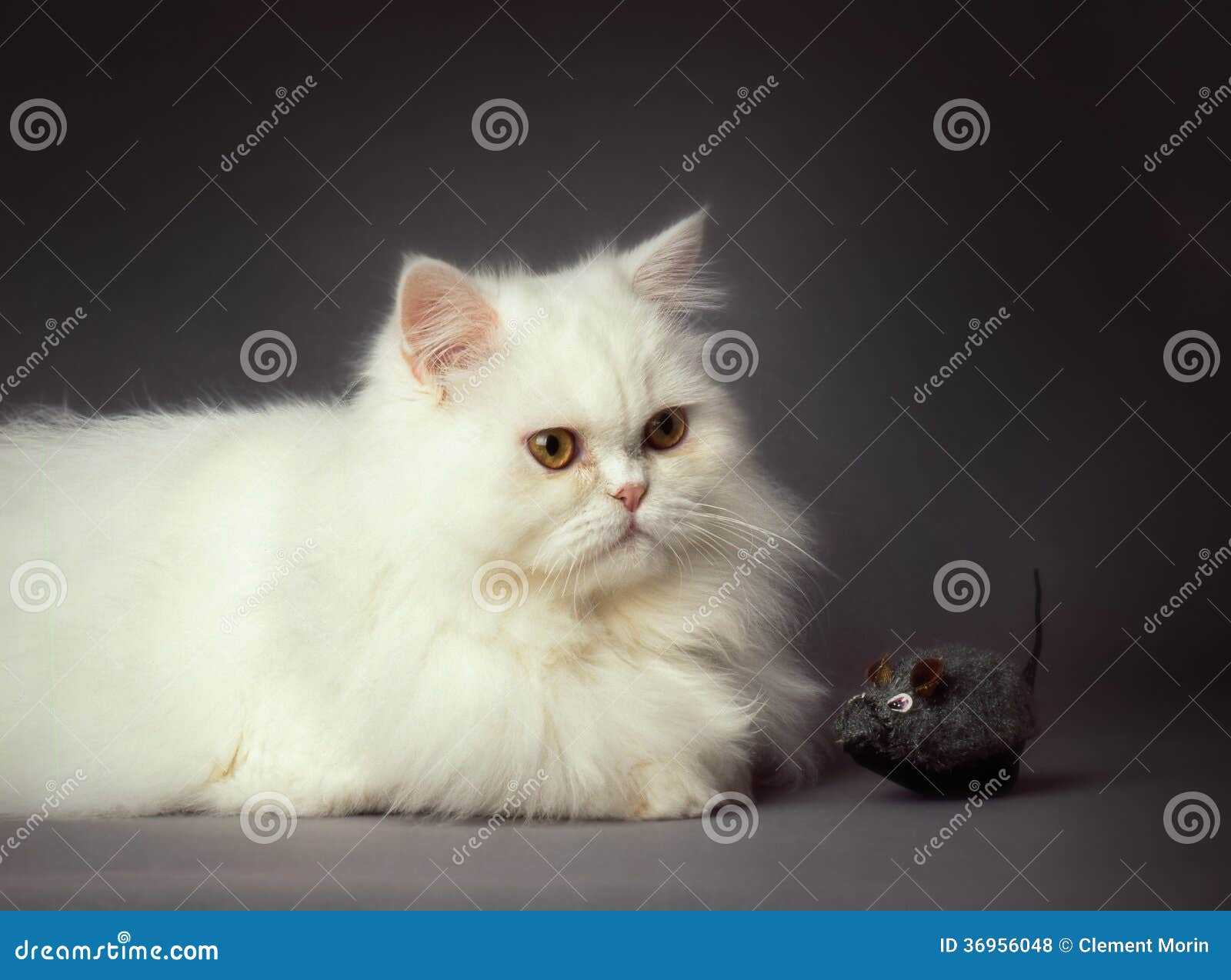 Gato persa branco foto de stock. Imagem de ouro, gatinhos - 36956048