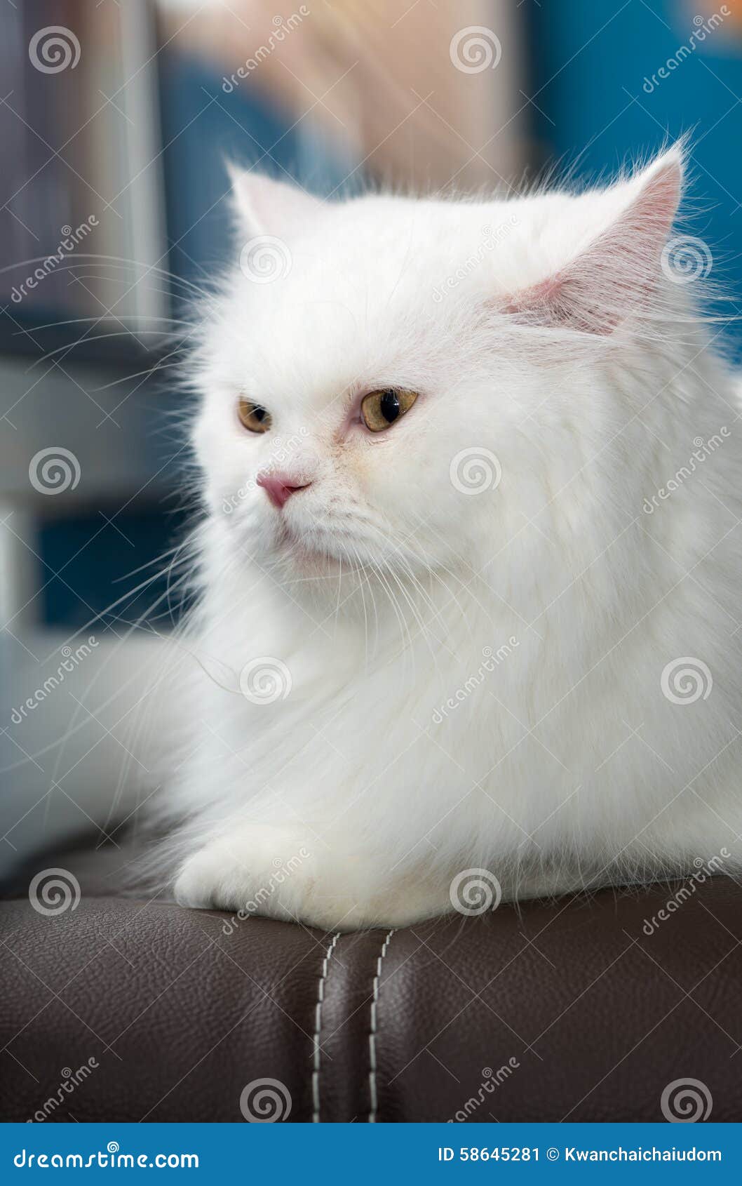 Gato Persa Branco Ajustado No Sofá Imagem de Stock - Imagem de macio ...