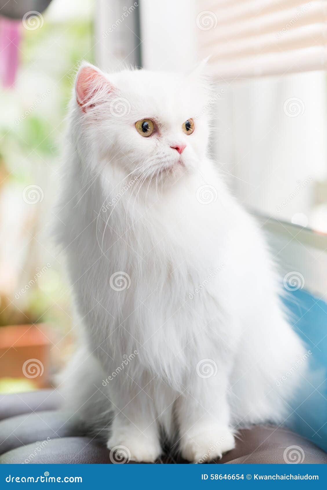 Gato Persa Branco Ajustado No Sofá Foto de Stock - Imagem de vertebrado ...