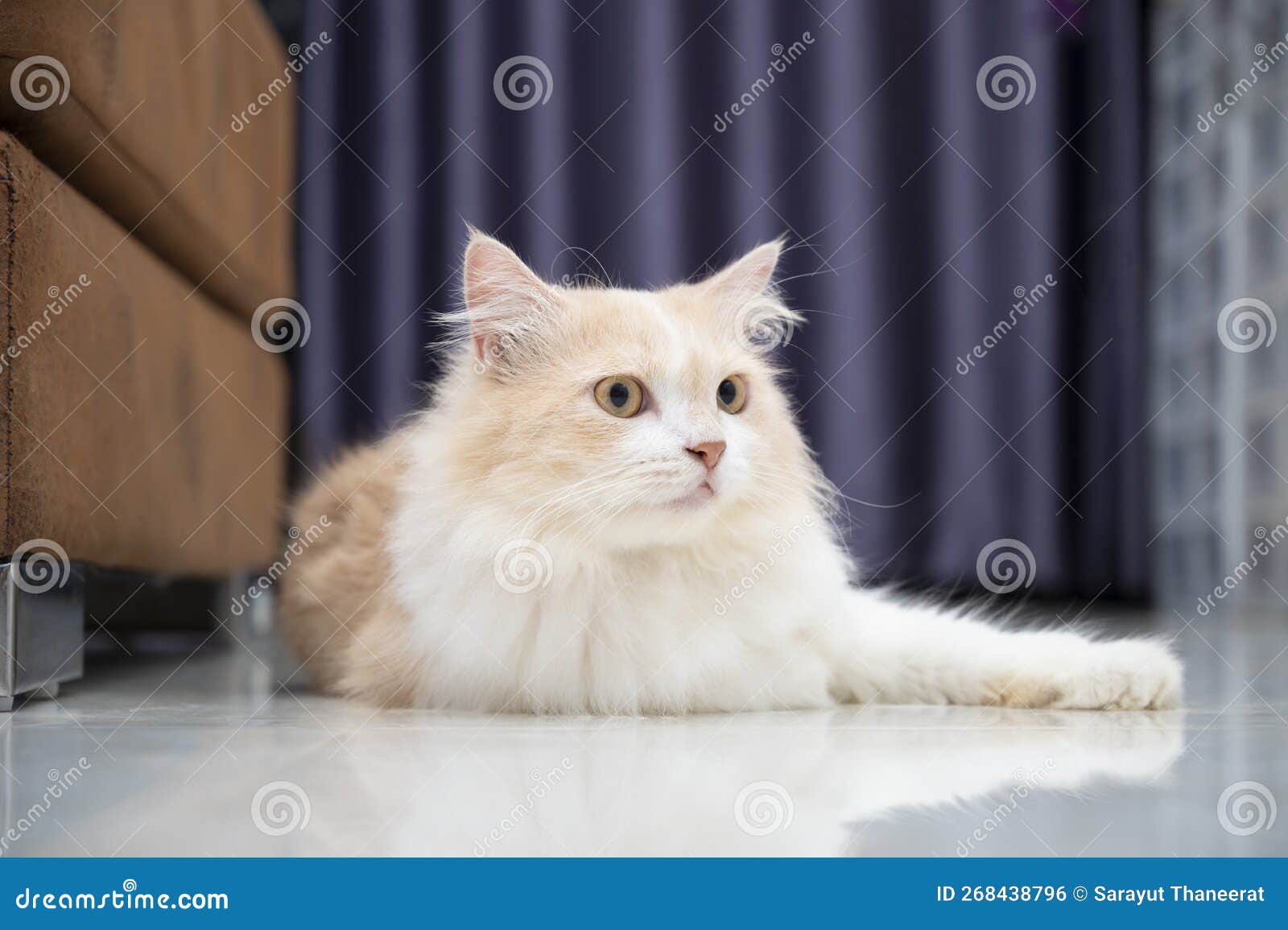 Gato Persa Branco E Castanho Com Um Rosto Bonito Foto de Stock - Imagem ...