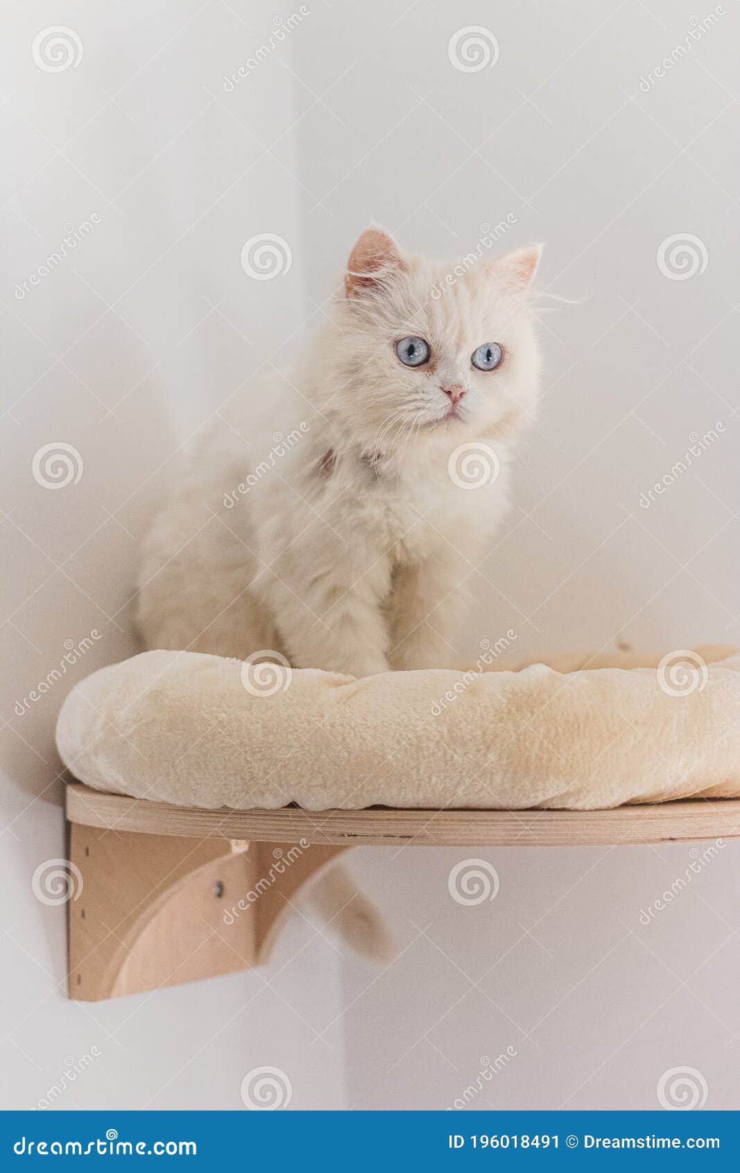 Gato persa branco imagem de stock. Imagem de limpo, animal - 196018491