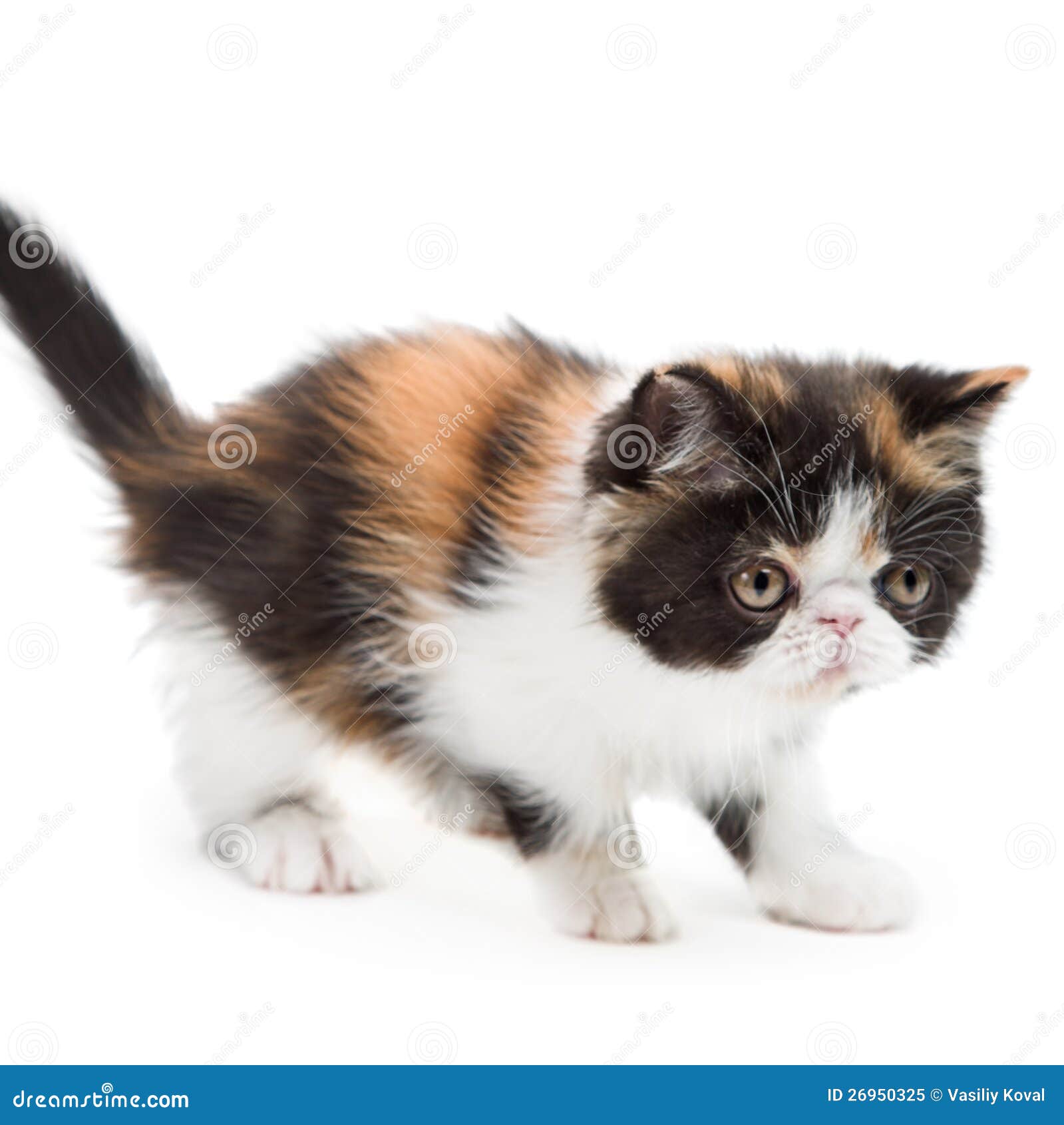 Gato persa de la concha imagen de archivo. Imagen de sentada - 26950325