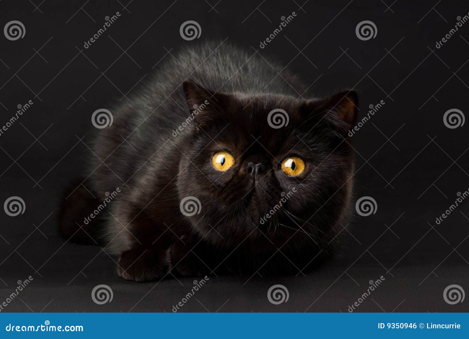 Gato persa exótico preto foto de stock. Imagem de amar - 9350946