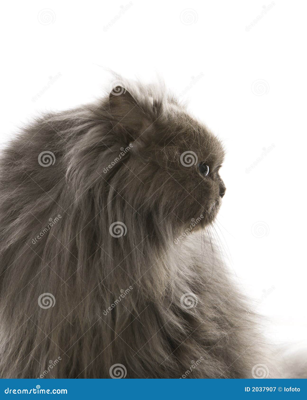 Gato persa gris. imagen de archivo. Imagen de mirando - 2037907