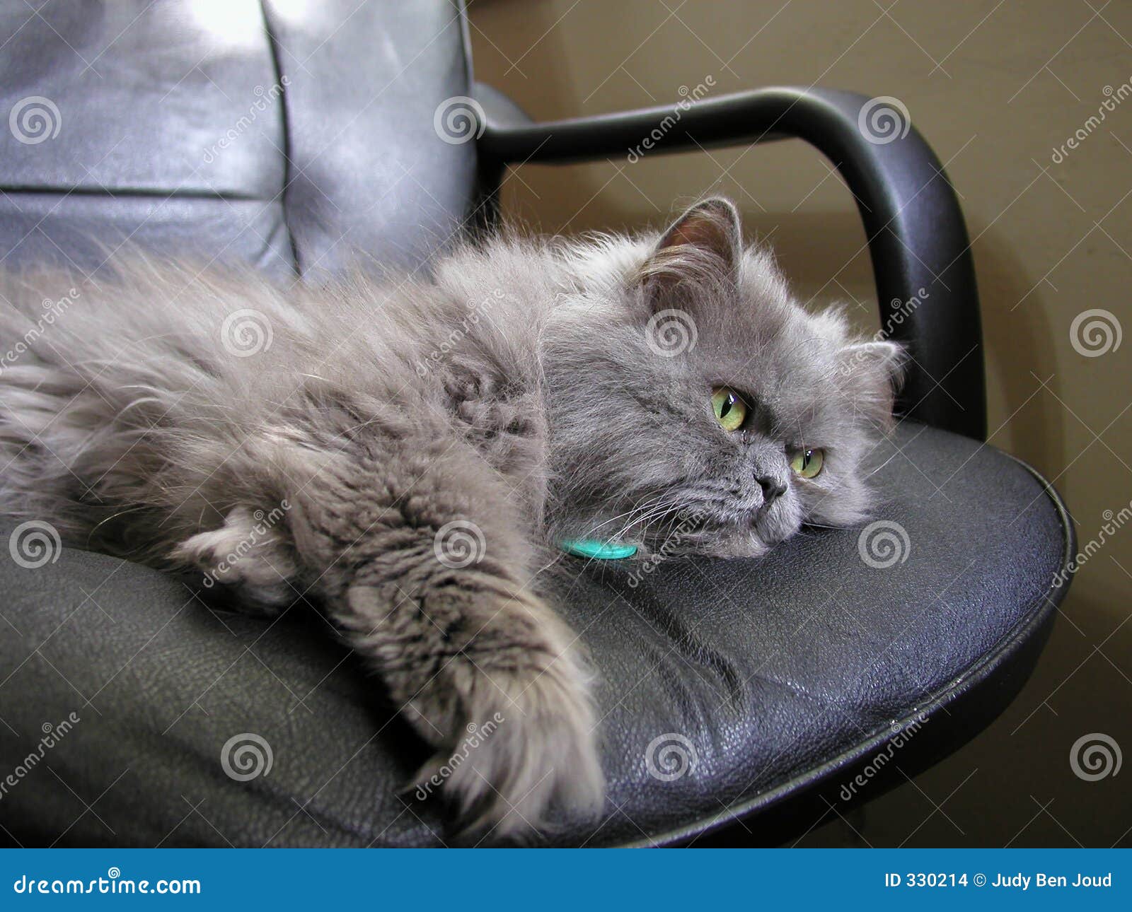 Gato persa gris foto de archivo. Imagen de gato, persa - 330214