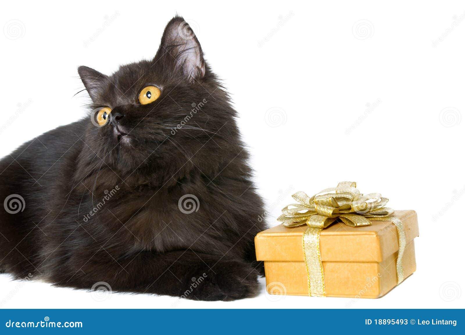 Gato persa negro imagen de archivo. Imagen de estudio - 18895493