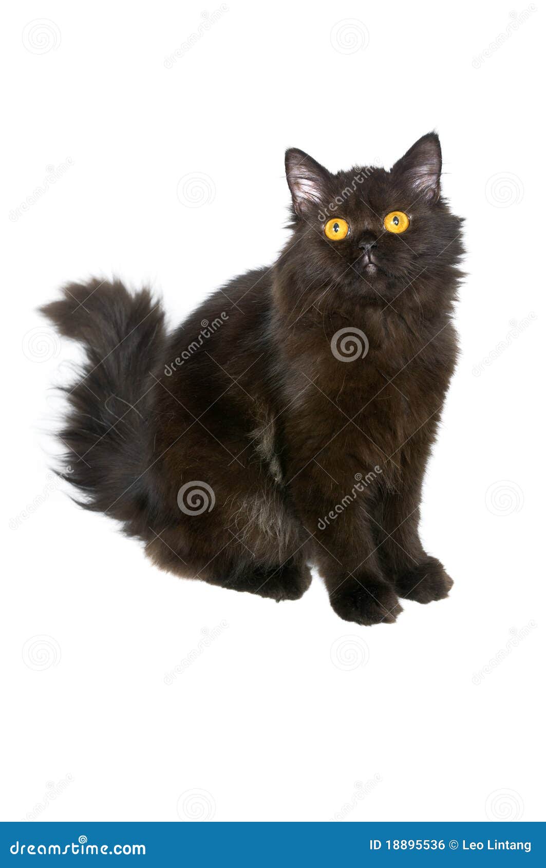 Gato persa negro foto de archivo. Imagen de temas, gatito - 18895536