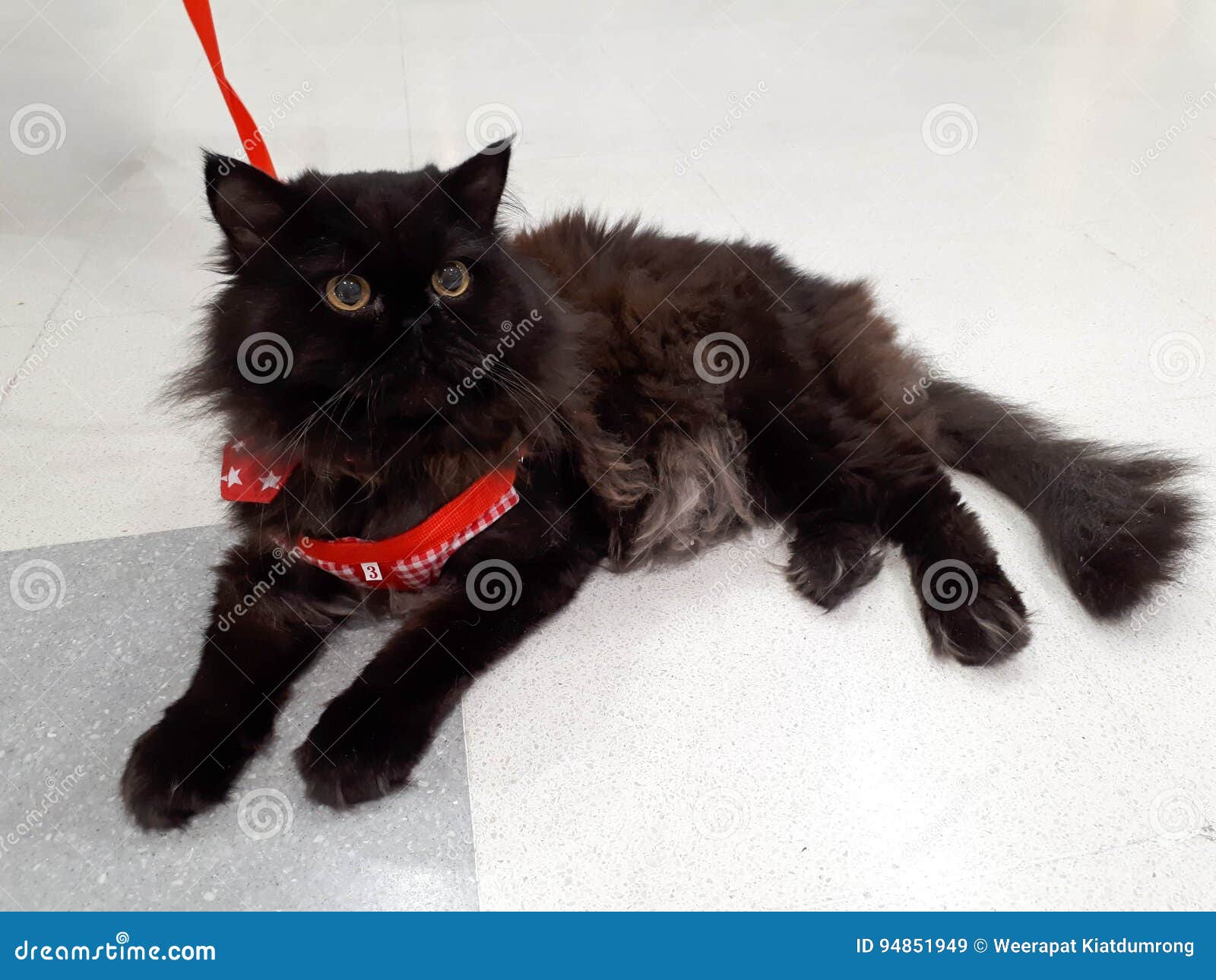 Gato persa negro imagen de archivo. Imagen de encantador - 94851949