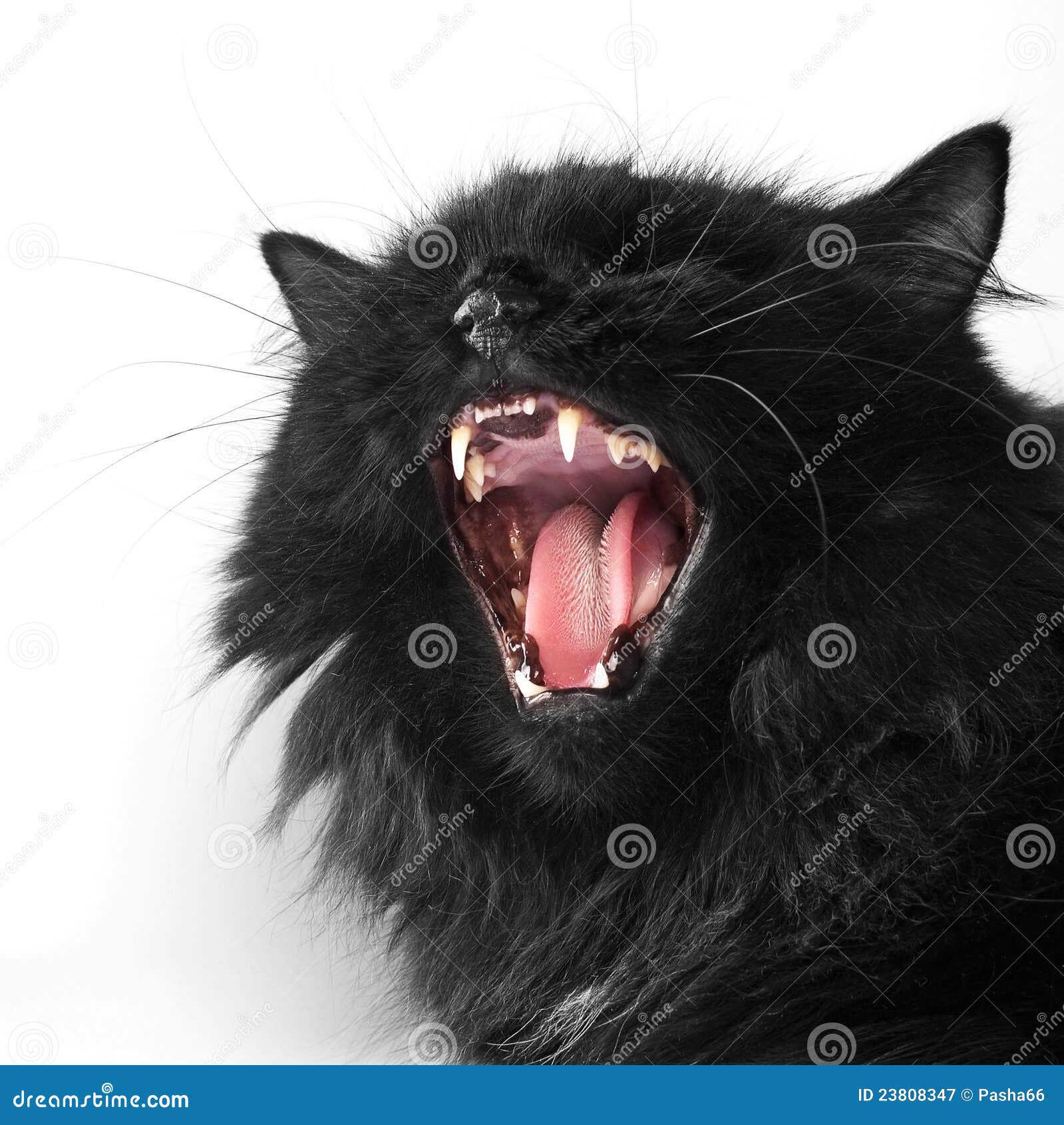 Gato persa negro enojado imagen de archivo. Imagen de blanco - 23808347