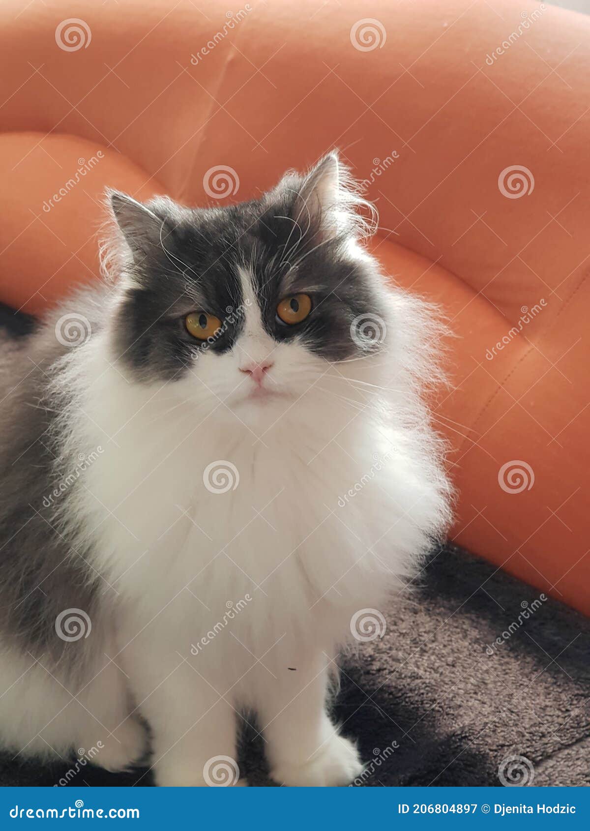 Gato persa negro y blanco imagen de archivo. Imagen de gatito - 206804897
