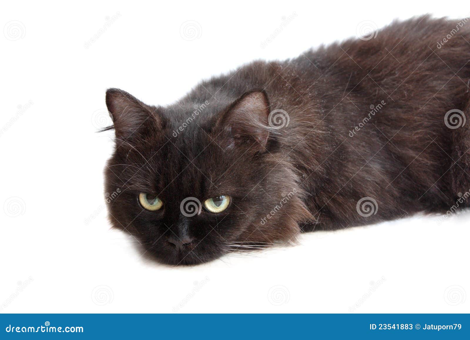 Gato persa preto imagem de stock. Imagem de branco, comprimento - 23541883