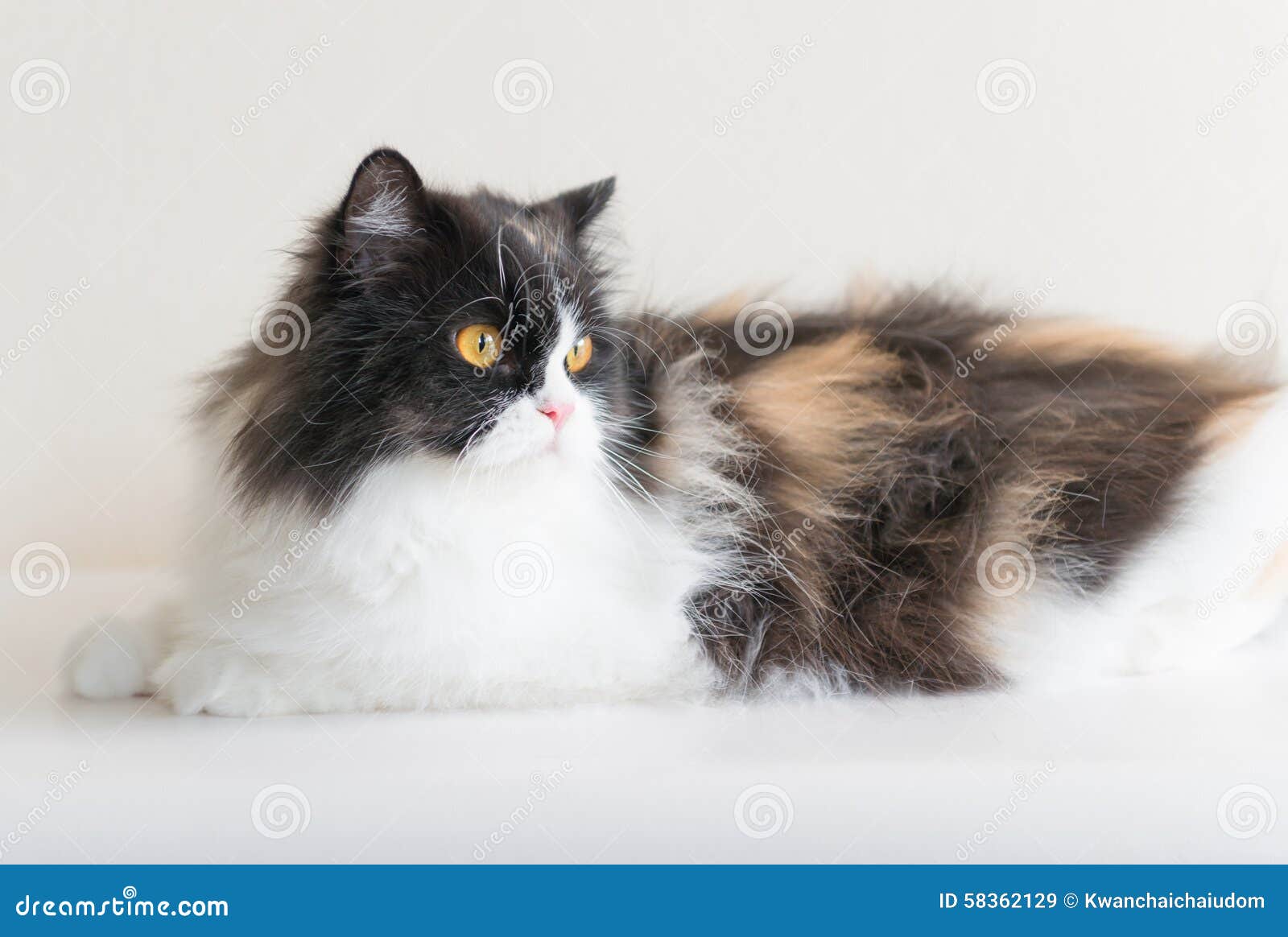 Gato persa preto e branco imagem de stock. Imagem de branco - 58362129