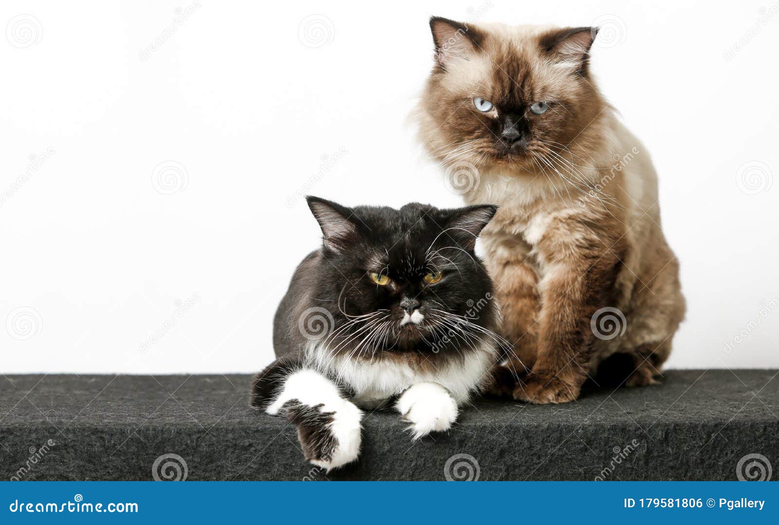 Gato Persa Preto E Castanho Foto de Stock - Imagem de charada, persa ...