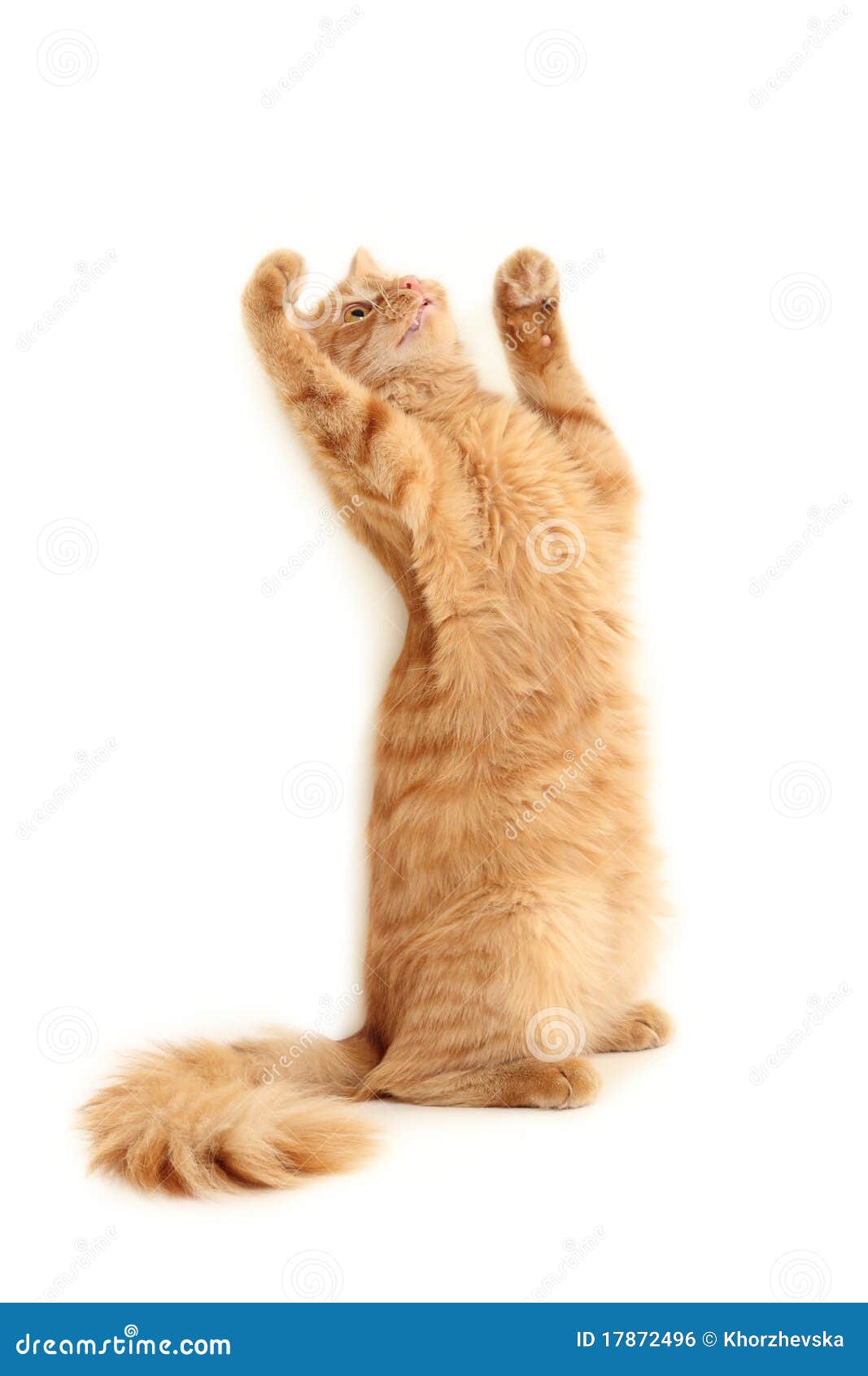 Gato plaful foto de archivo. Imagen de animal, chivato - 17872496