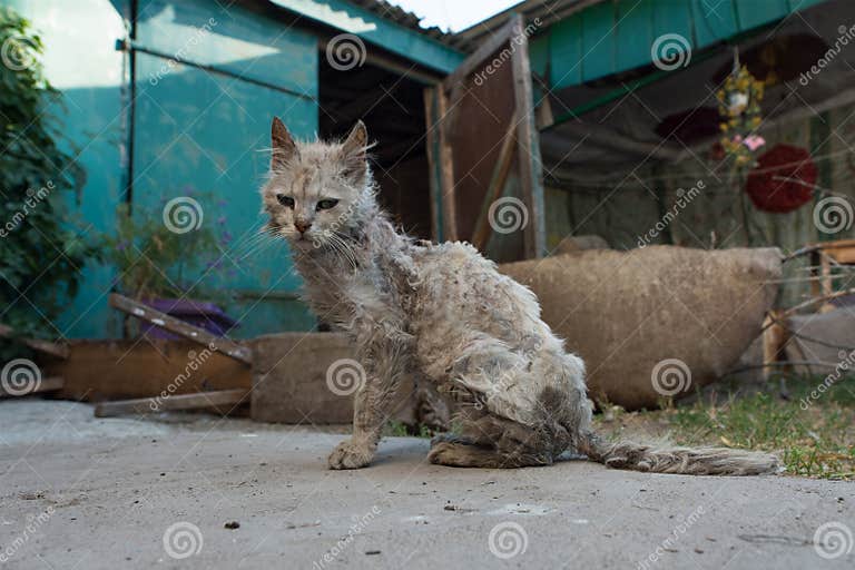 Gato pobre e doente imagem de stock. Imagem de deficiente - 74550267