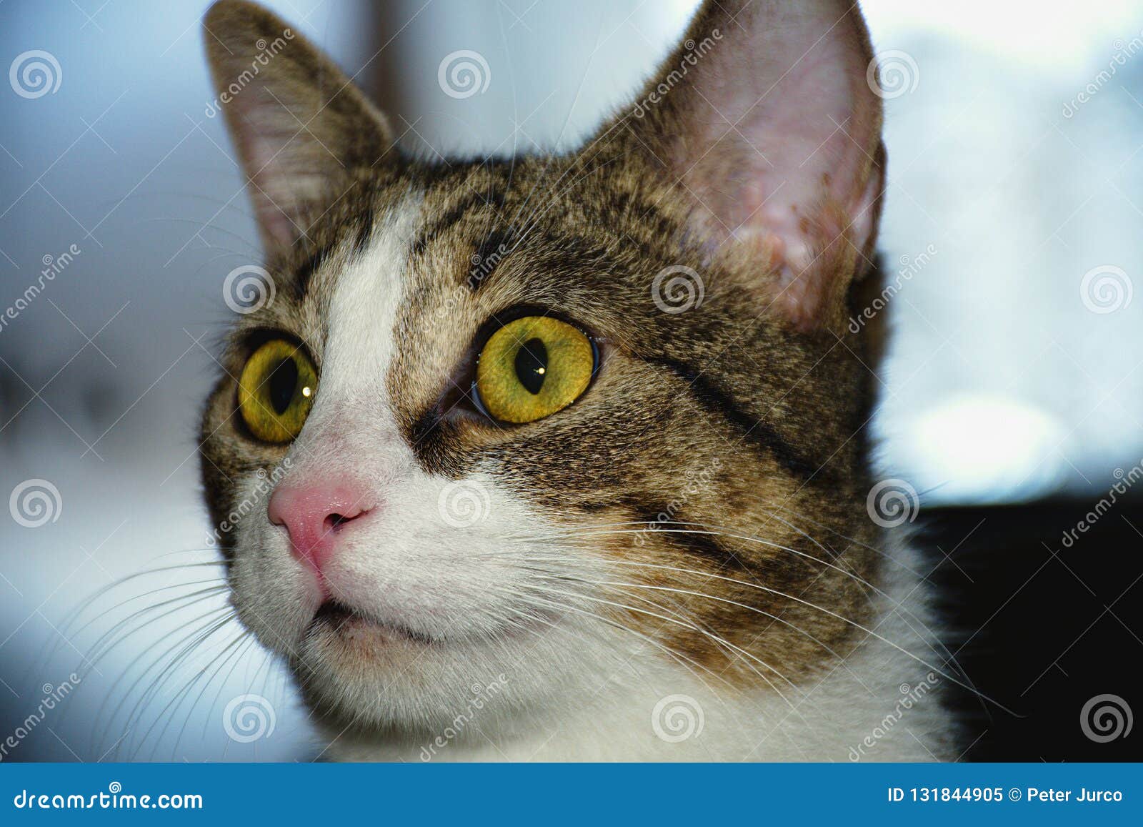 Gato - poses diferentes imagem de stock. Imagem de pata - 131844905