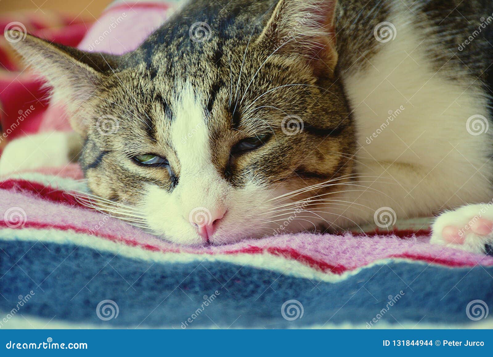 Gato - poses diferentes foto de stock. Imagem de quase - 131844944