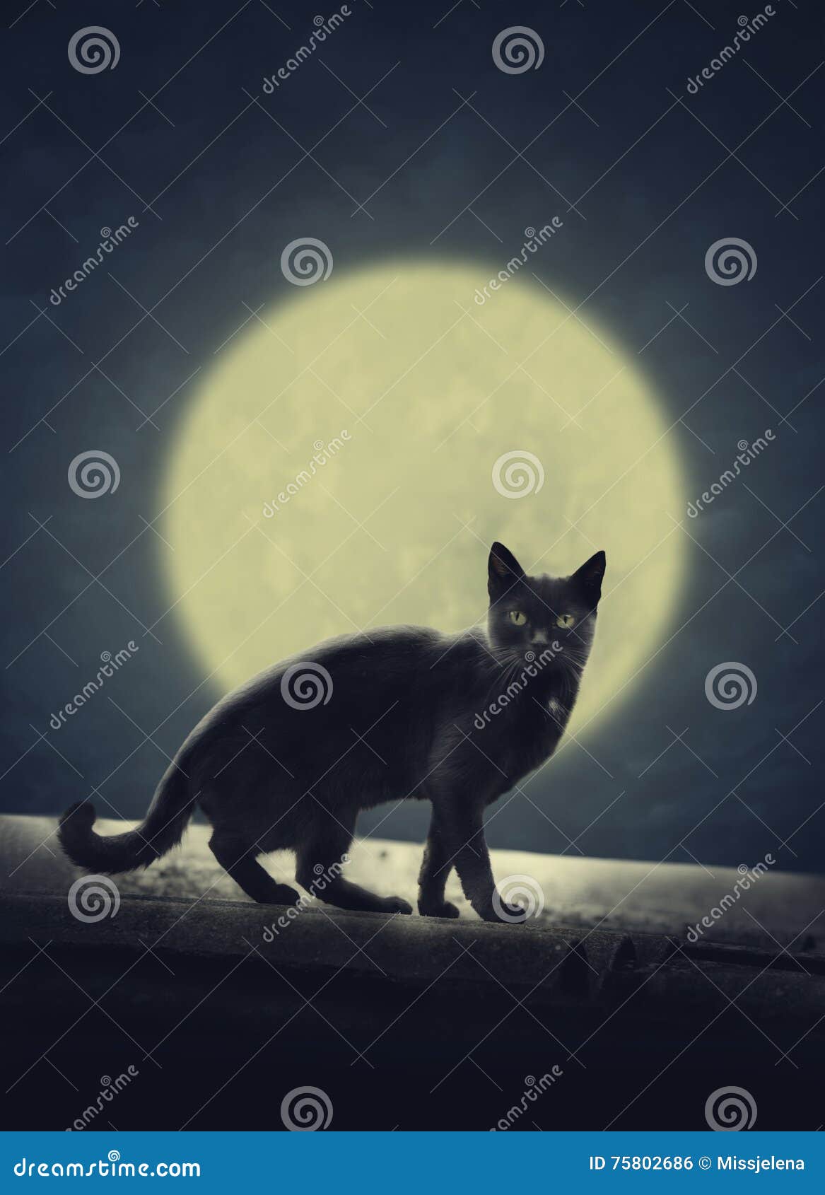 1,358 Gato E Lua Fotos - Fotos de Stock Gratuitas e Fotos Royalty-Free ...