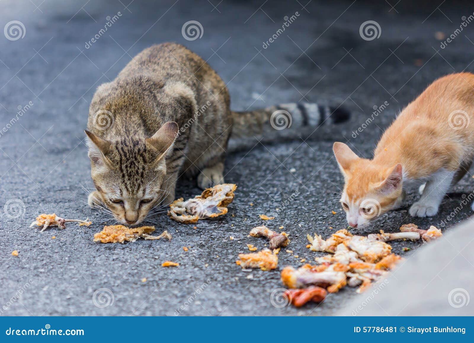 Gato Que Come El Pollo En El Paseo Lateral Imagen de archivo - Imagen ...
