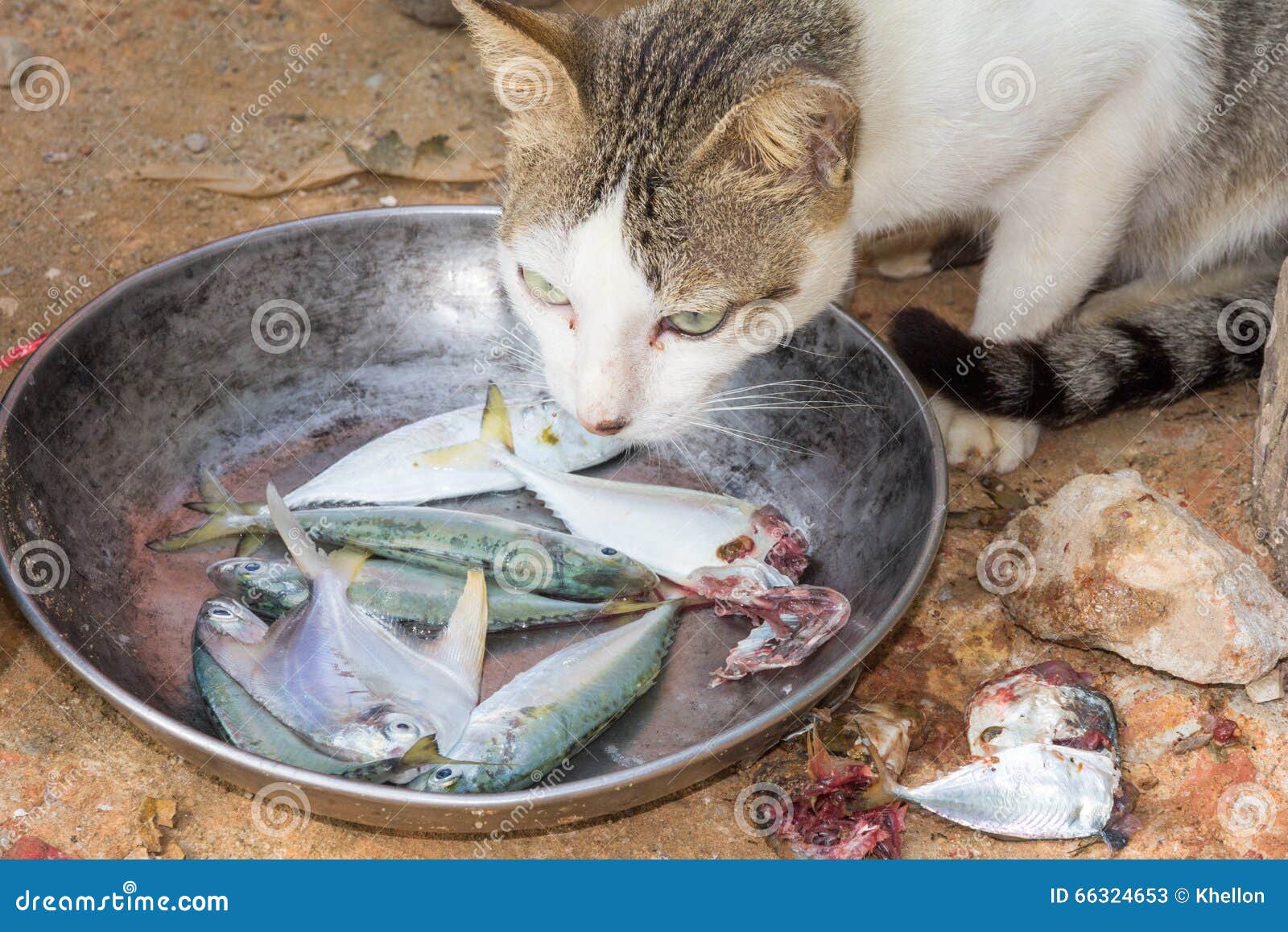 Gato Que Come Pescados Stock Photos - 120 Images