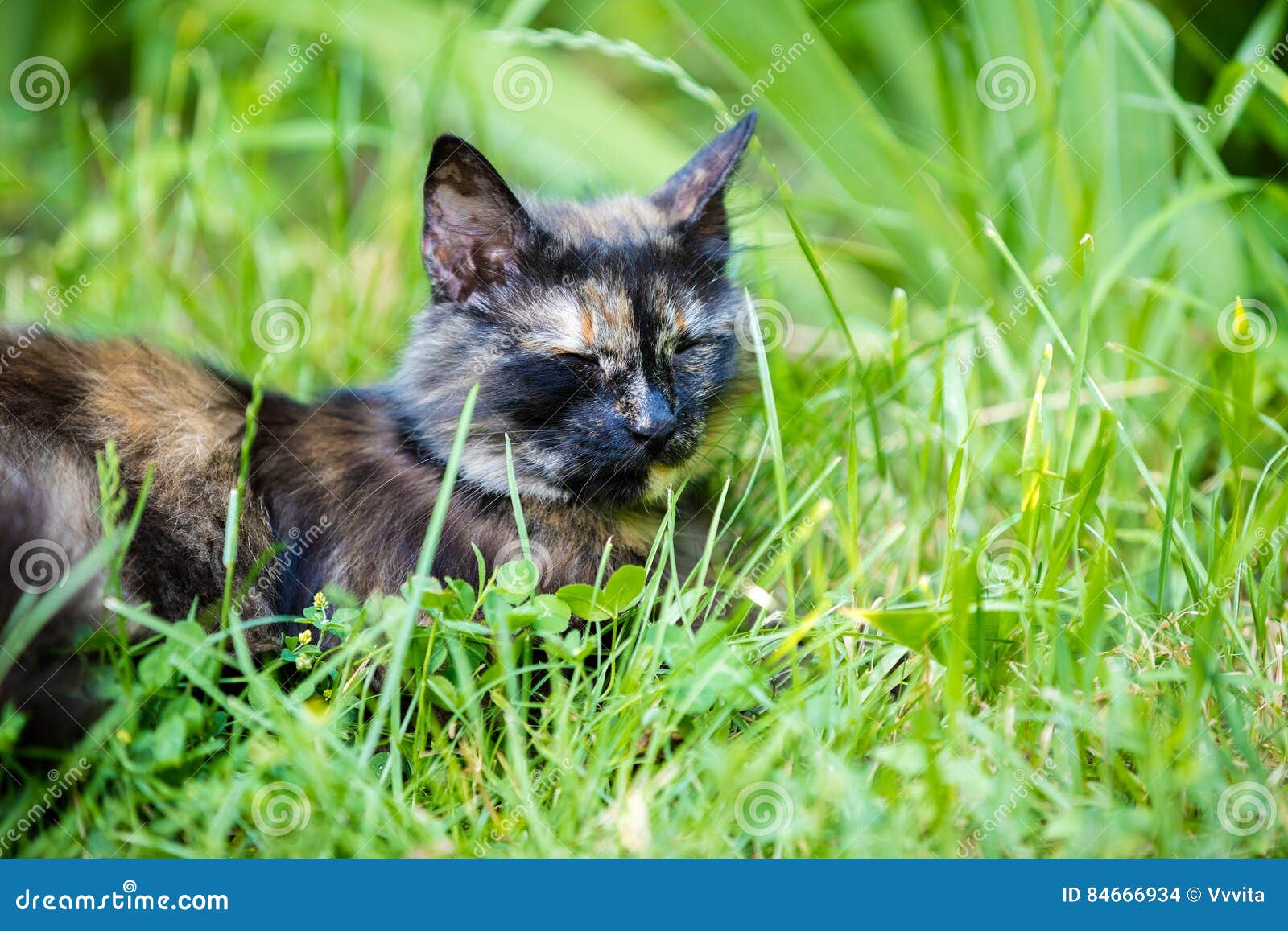 Gato que dorme na grama foto de stock. Imagem de siberiano - 84666934