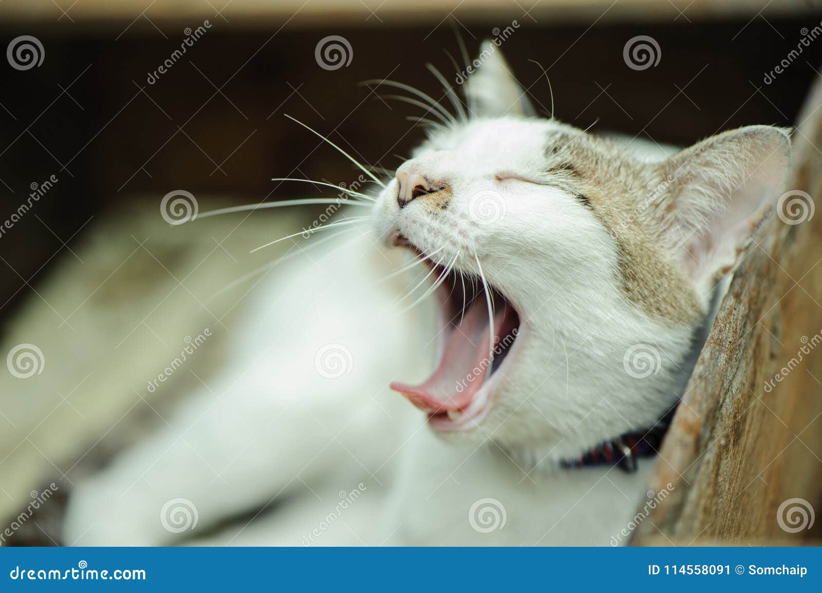 Gato que grita imagen de archivo. Imagen de primer, ventana - 114558091