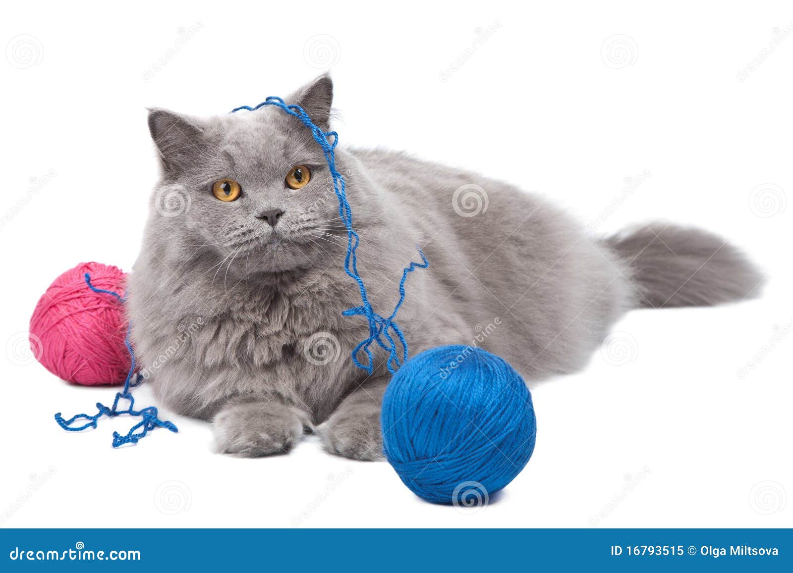 Gato Que Juega Con El Ovillo Aislado Imagen de archivo - Imagen de ...