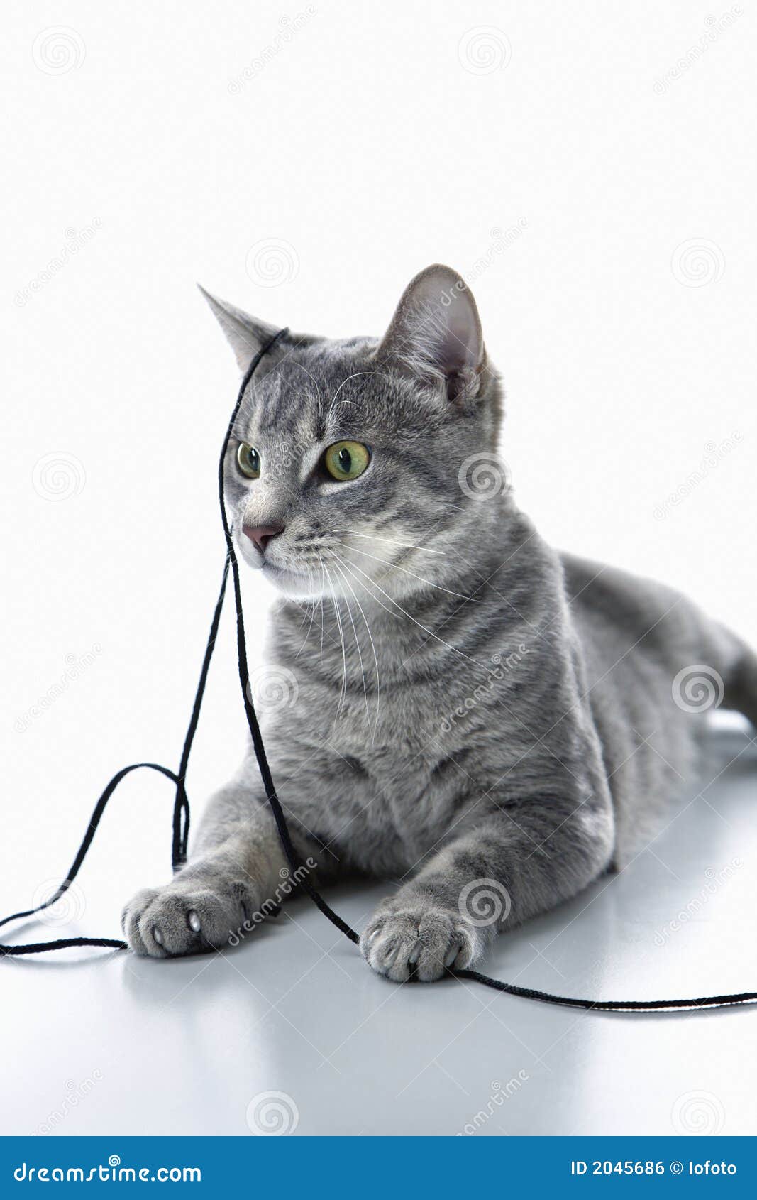 Gato Que Juega Con La Cadena. Foto de archivo - Imagen de gato, pelo ...