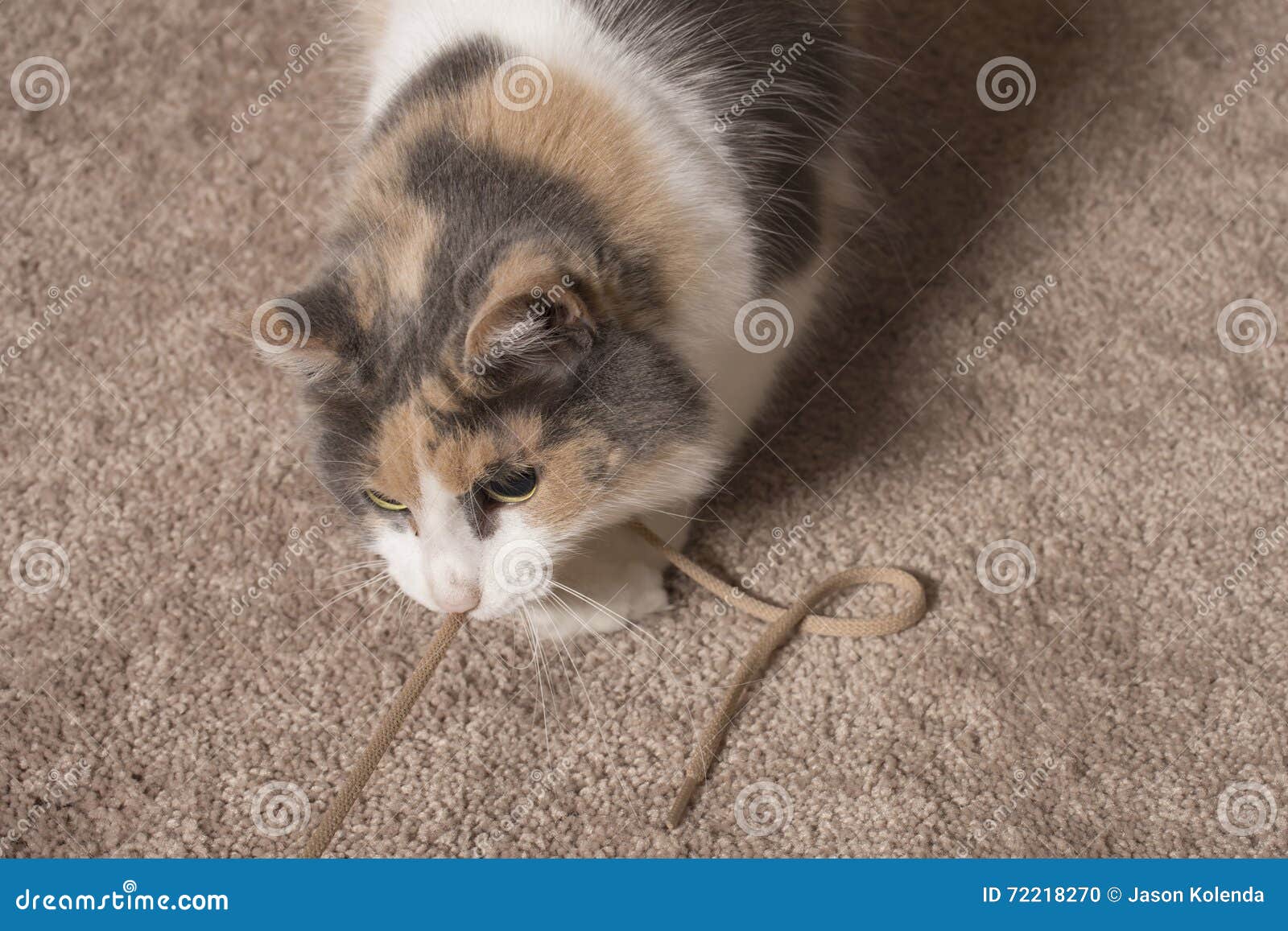 Gato Que Juega Con La Cadena Foto de archivo - Imagen de ataque, adulto ...