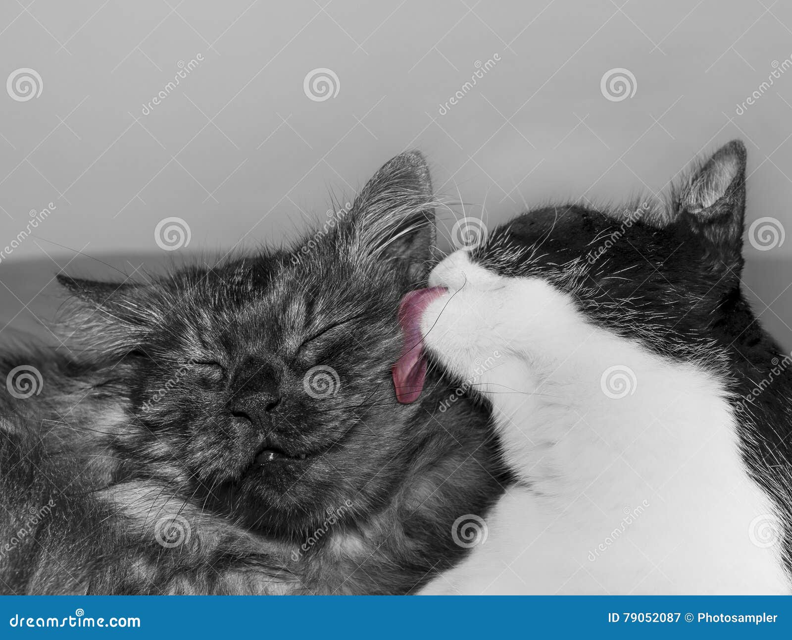 Gato que limpia un gato imagen de archivo. Imagen de cubo - 79052087