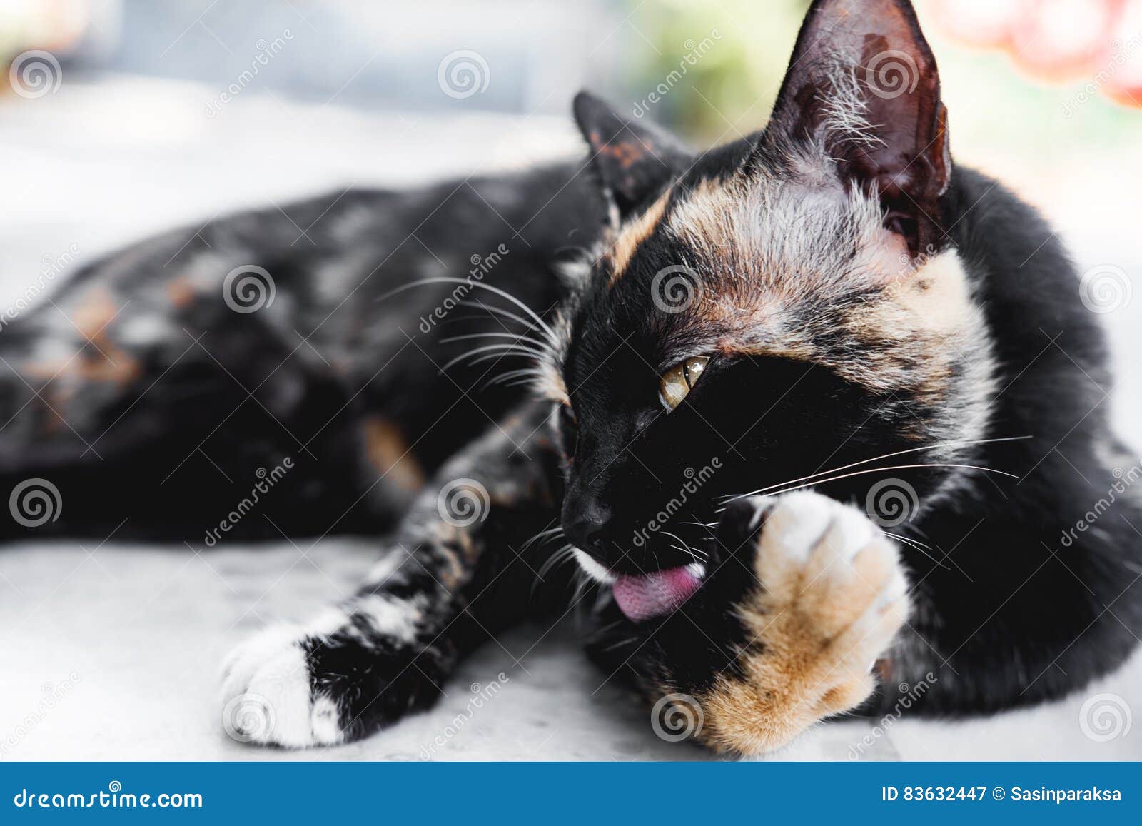 Gato Que Lo Limpia Pata Del ` S Imagen de archivo - Imagen de limpieza ...