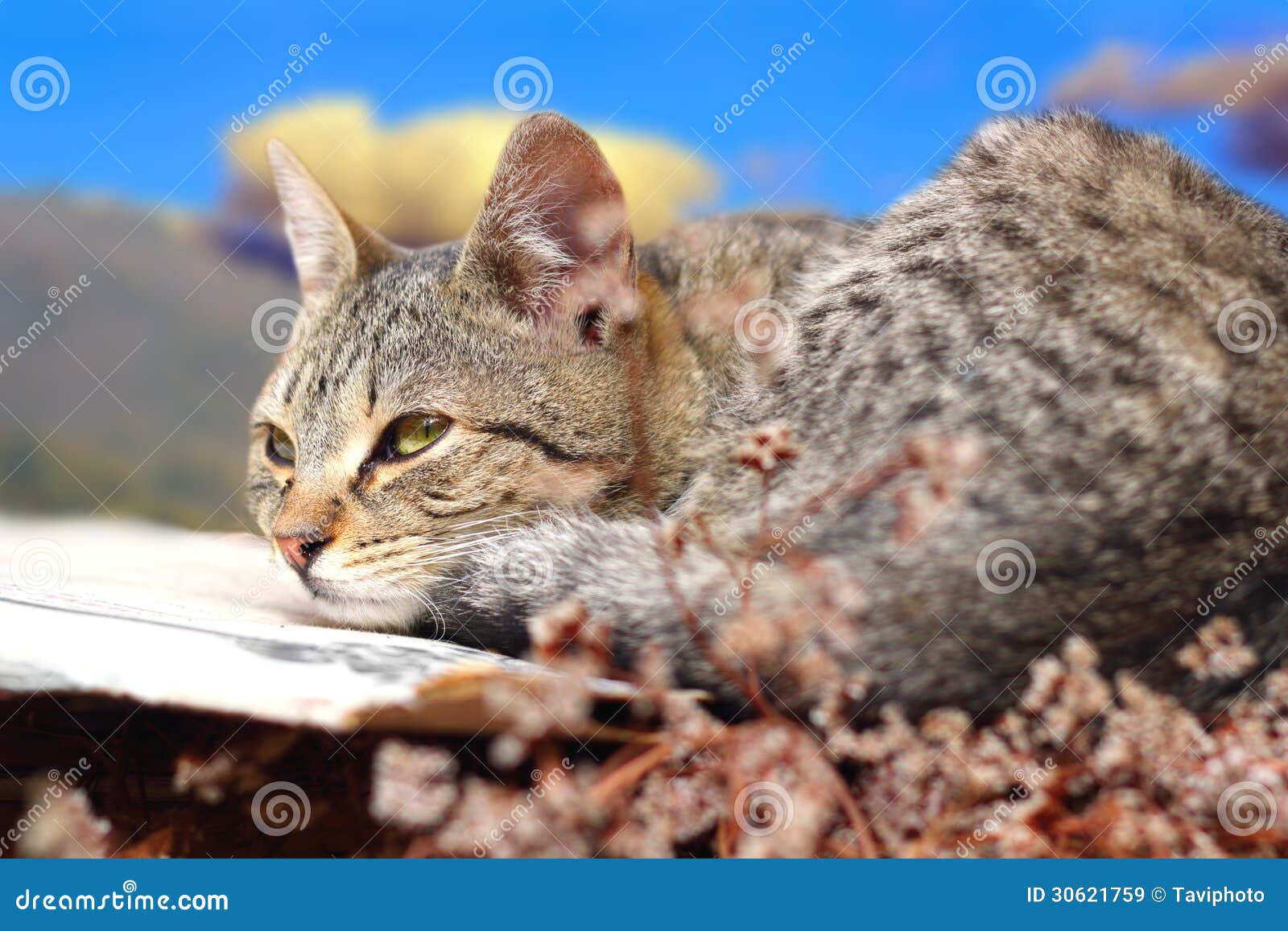 Gato que relaxa imagem de stock. Imagem de doméstico - 30621759
