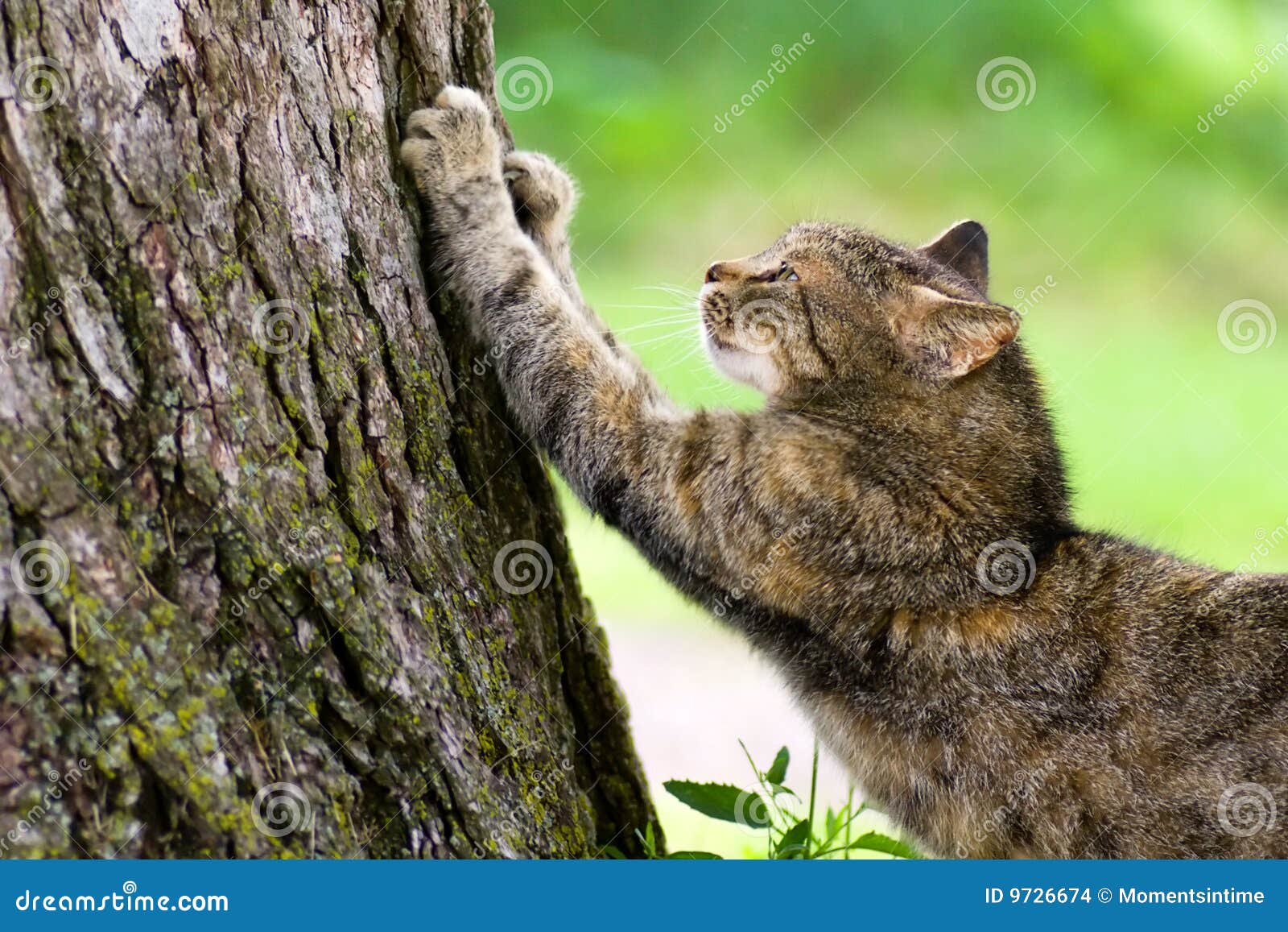 Gato que risca o borne foto de stock. Imagem de afiador - 9726674