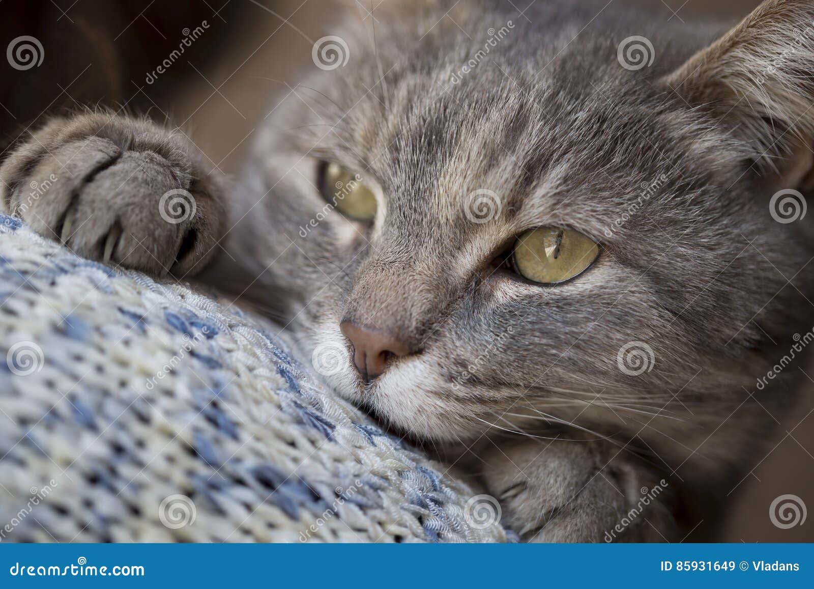 Gato que ronronea imagen de archivo. Imagen de deslumbrante - 85931649
