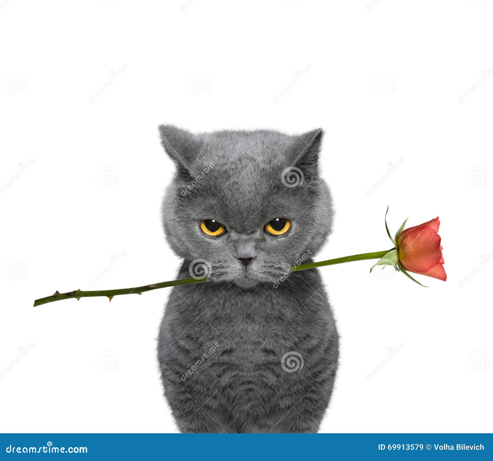 Gato Que Sostiene Una Rosa En Su Boca Imagen de archivo - Imagen de ...