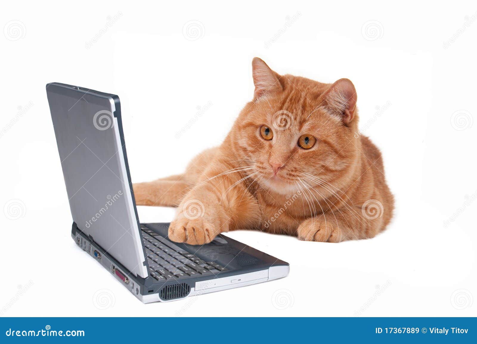 Gato Que Trabalha No Computador Imagem de Stock - Imagem de pessoal ...