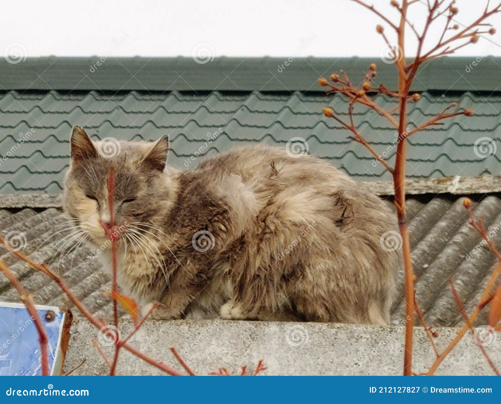 Gato raro de color raro imagen de archivo. Imagen de fauna - 212127827
