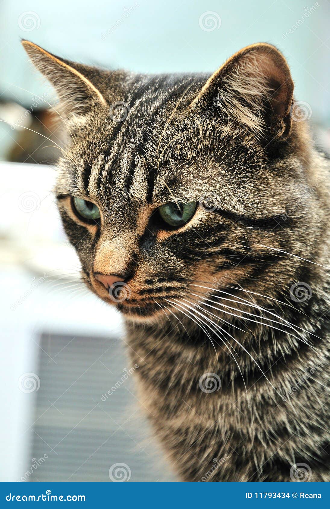 Gato rayado foto de archivo. Imagen de insensible, felino - 11793434