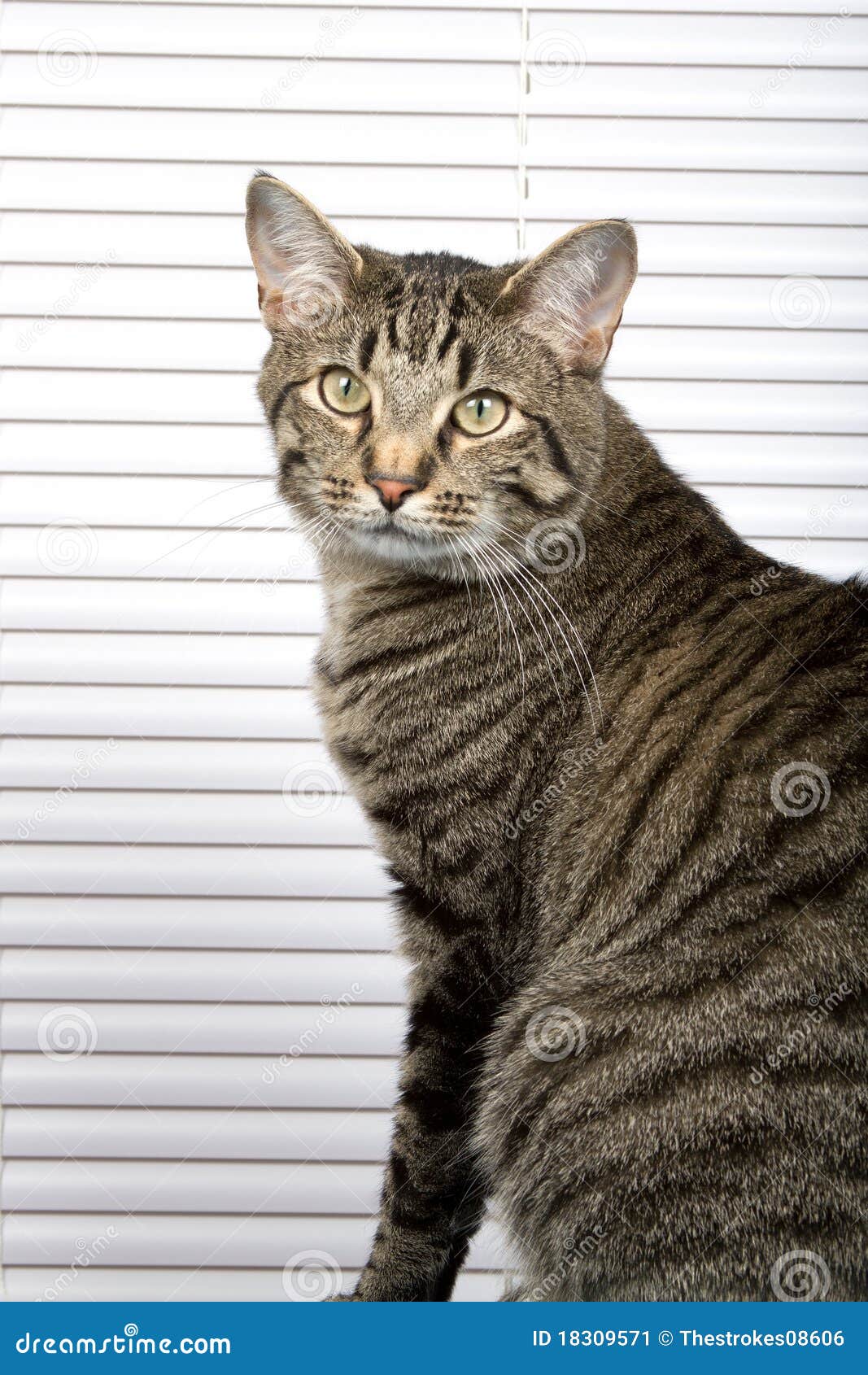 Gato rayado imagen de archivo. Imagen de retrato, ojos - 18309571