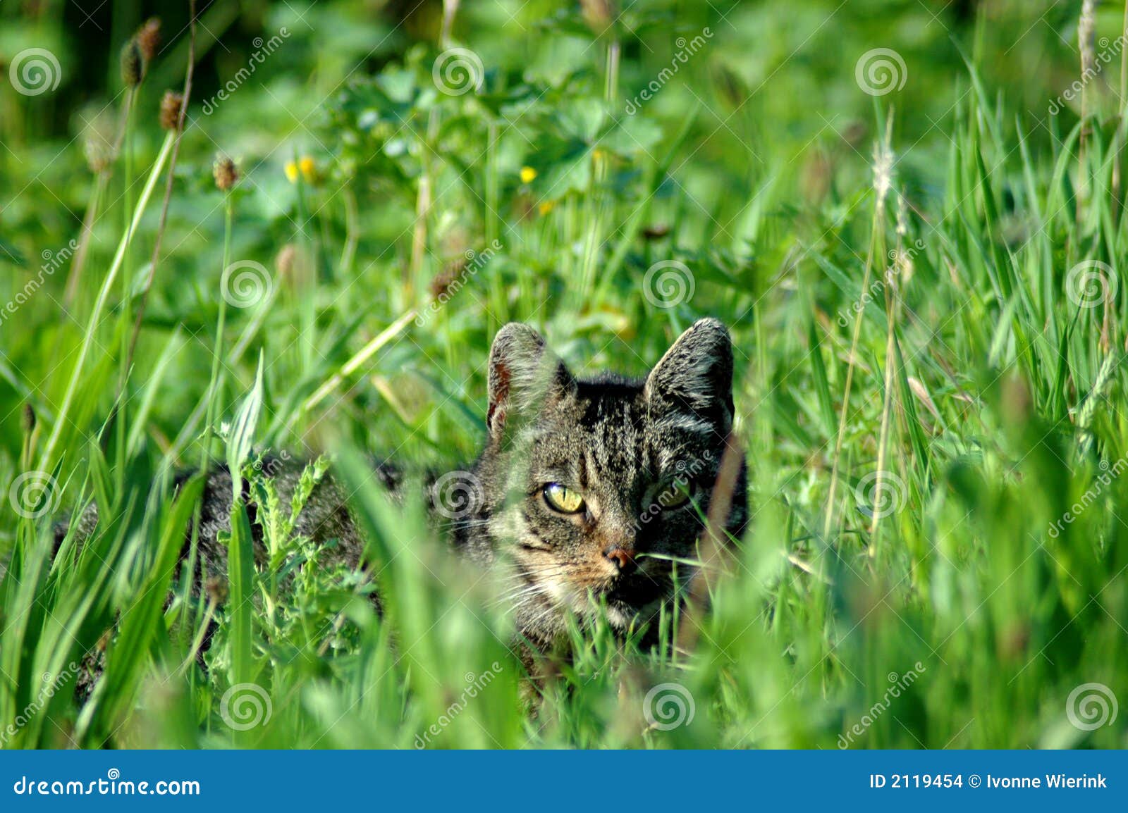 Gato Rayado Imagen. Imagen: 2119454