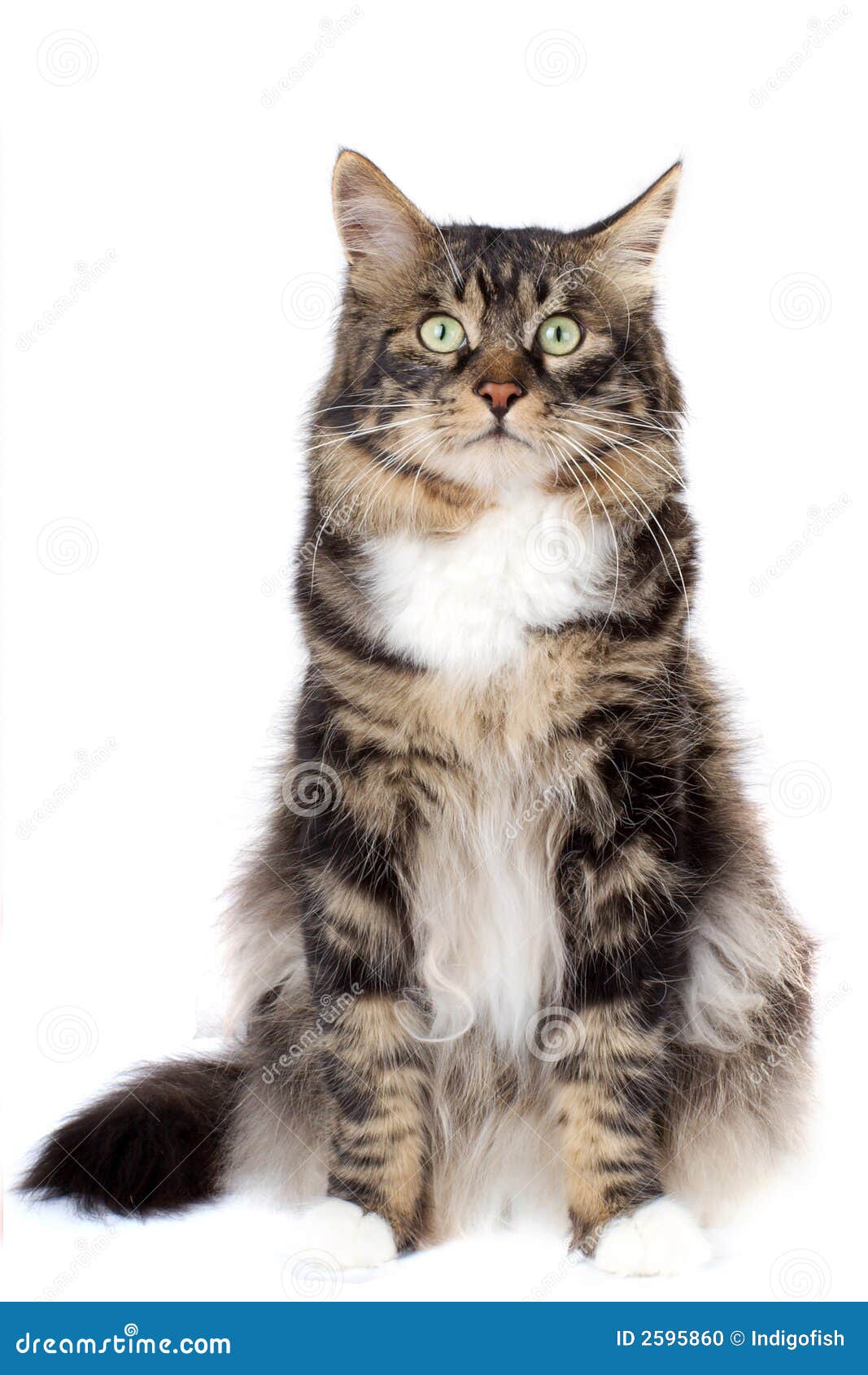 Gato rayado foto de archivo. Imagen de doméstico, boca - 2595860