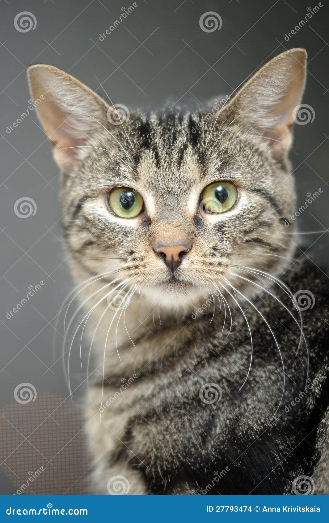 Gato rayado foto de archivo. Imagen de abajo, piel, hermoso - 27793474