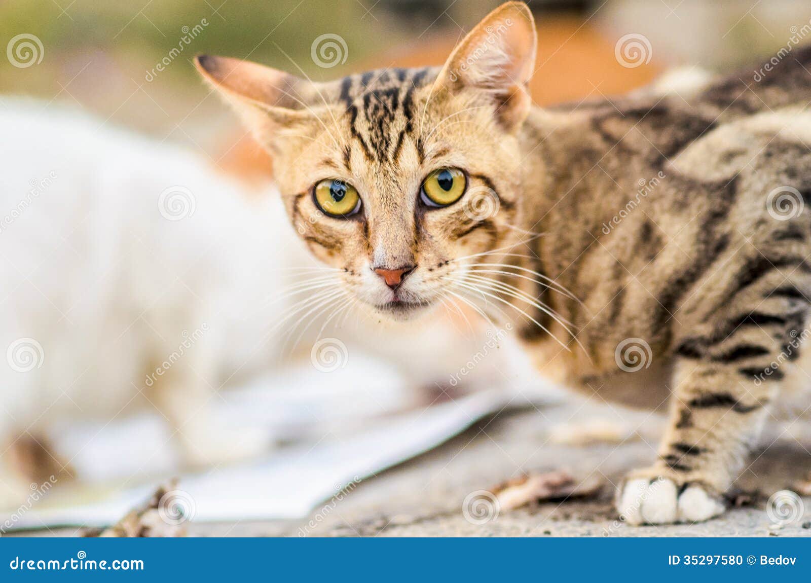 Gato rayado foto de archivo. Imagen de salir, mascota - 35297580